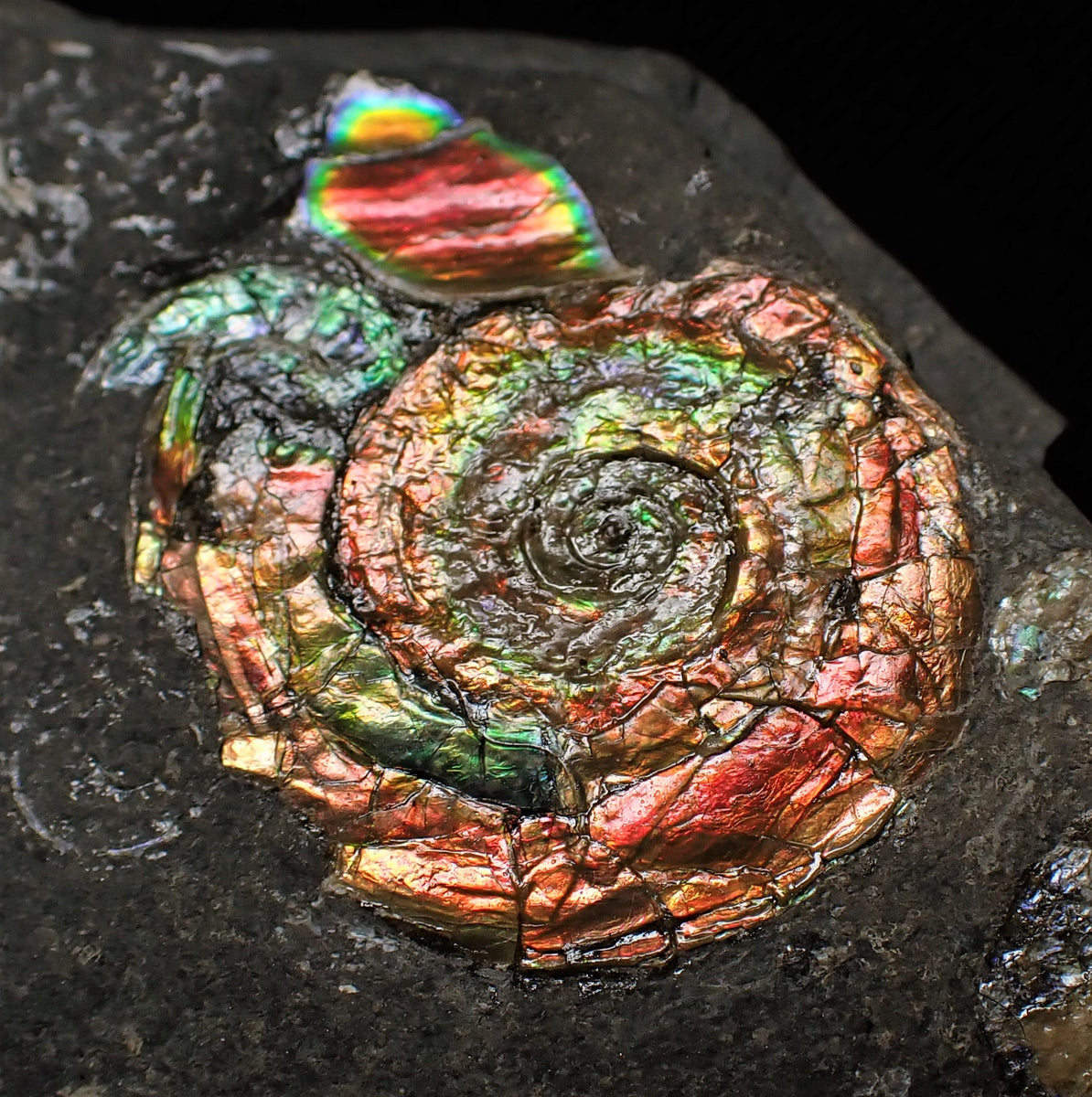 Rainbow iridescent Psiloceras multi-ammonite display piece – Jurassic ...