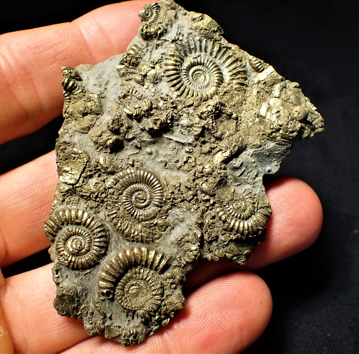 Large pyrite multi-ammonite & bivalve fossil (72 mm) – Jurassic Coast ...