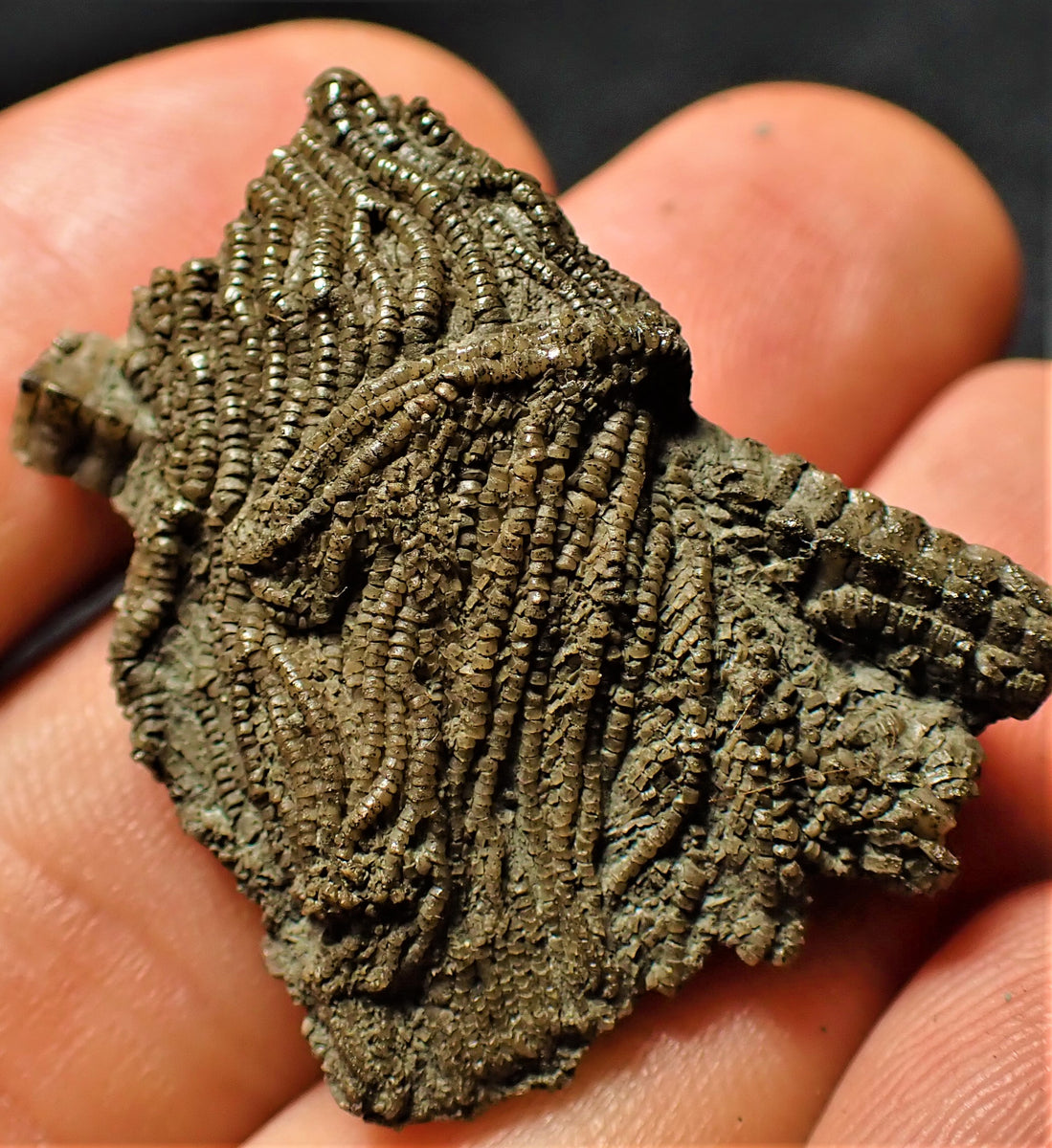 Detailed crinoid head fossil (35 mm) – Jurassic Coast Fossils