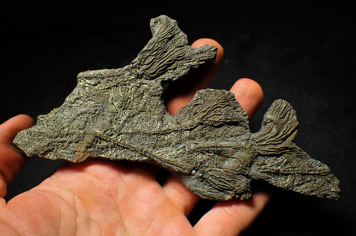 Complete pyrite multi-crinoid fossil (150 mm) – Jurassic Coast Fossils