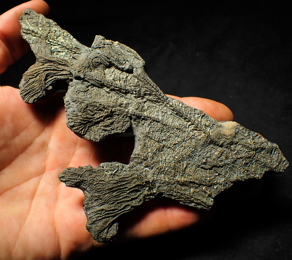 Complete pyrite multi-crinoid fossil (150 mm) – Jurassic Coast Fossils