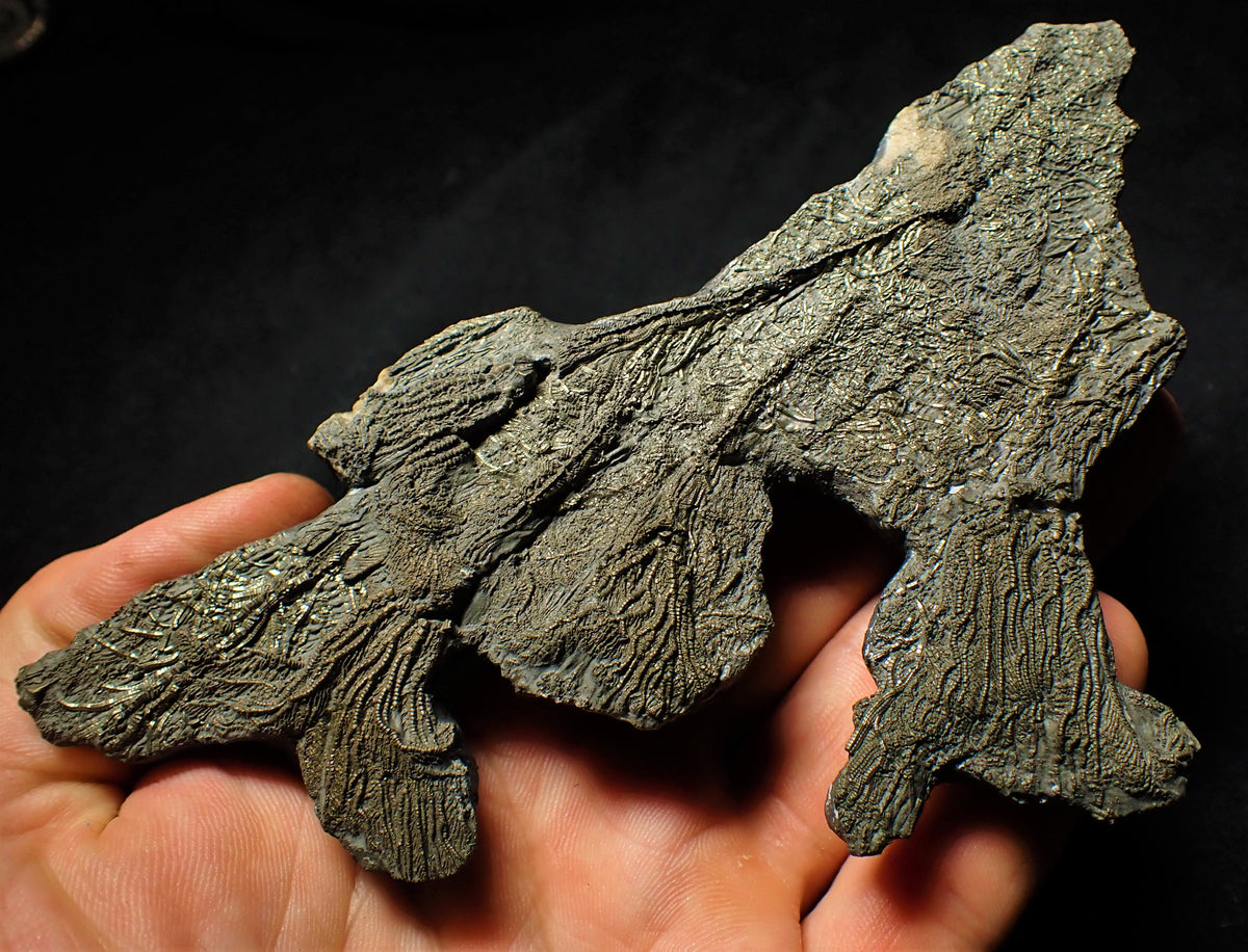 Complete pyrite multi-crinoid fossil (150 mm) – Jurassic Coast Fossils