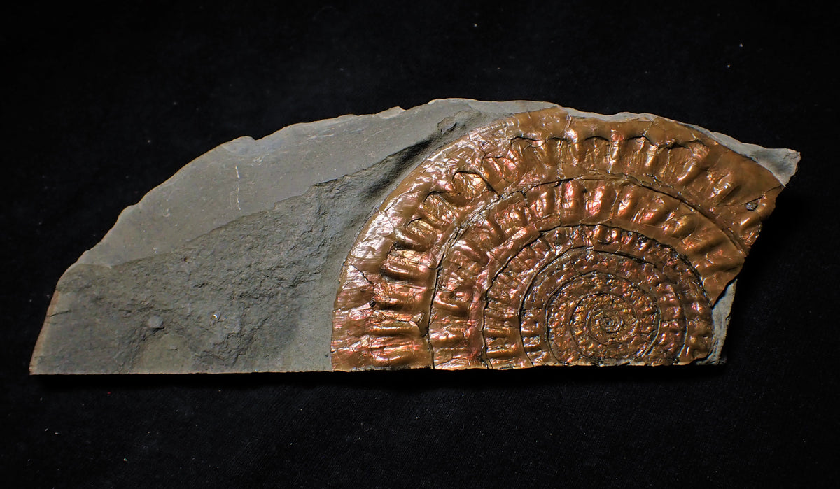 Large copper iridescent Caloceras display ammonite – Jurassic Coast Fossils