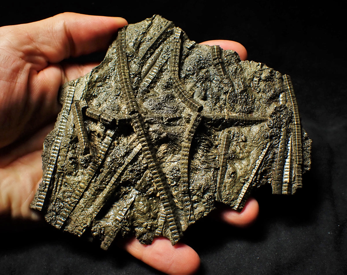 Large stunningly detailed 3D pyrite crinoid fossil (145 mm) – Jurassic ...