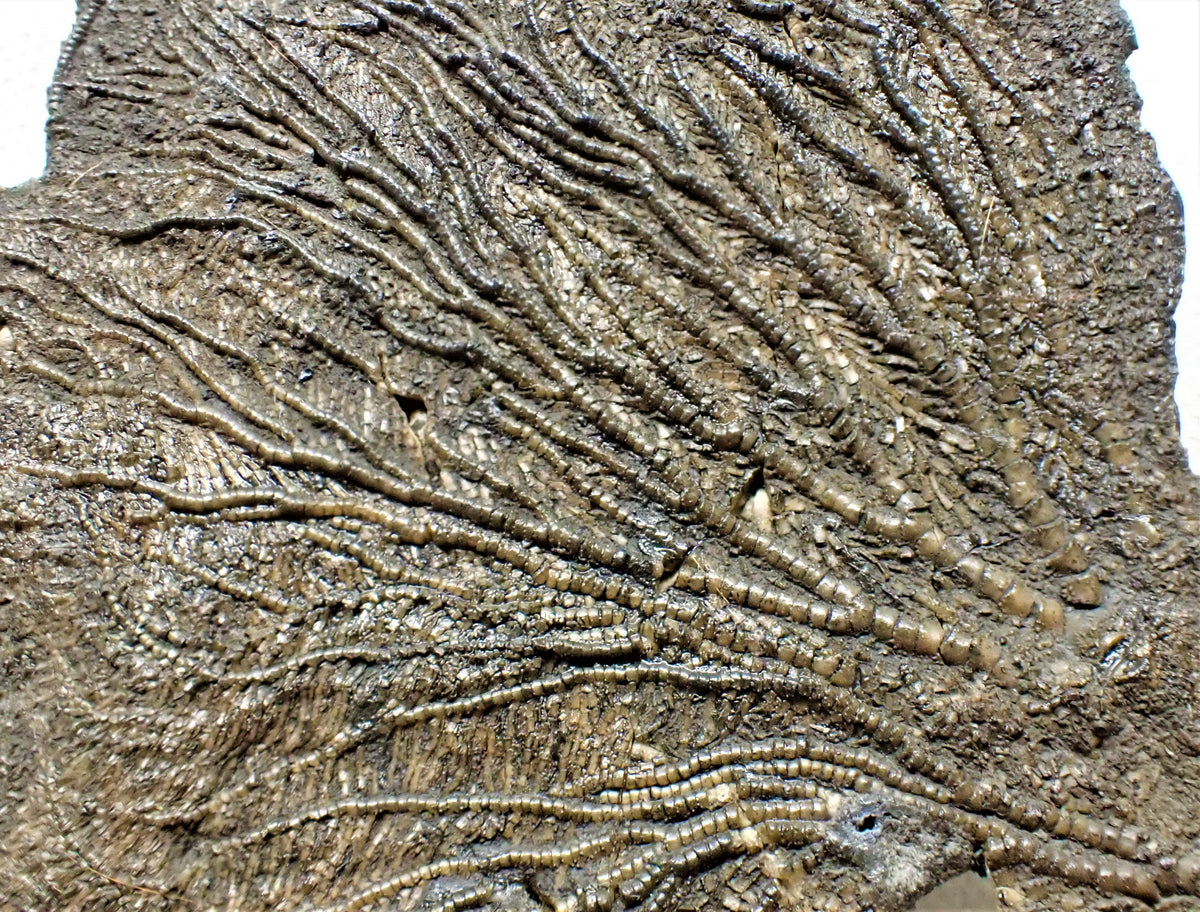 Large complete crinoid fossil head (125 mm) Pentacrinites – Jurassic ...