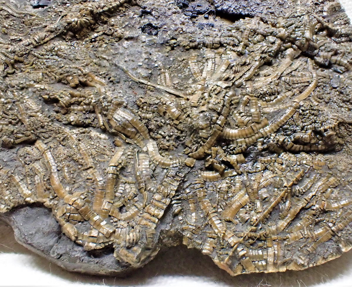 Detailed crinoid in shale (125 mm) – Jurassic Coast Fossils