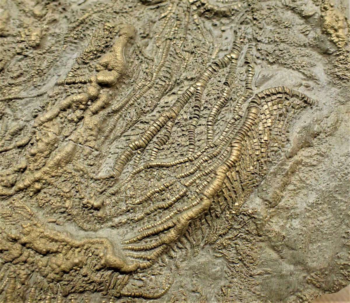 Very large pyrite crinoid colony (312 mm) Pentacrinites – Jurassic ...