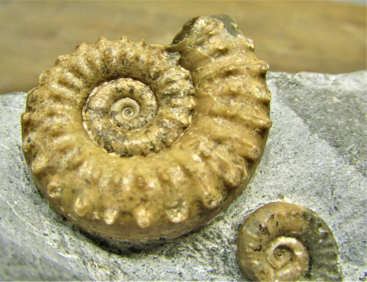 Calcite Microderoceras birchi ammonite (45 mm) – Jurassic Coast Fossils