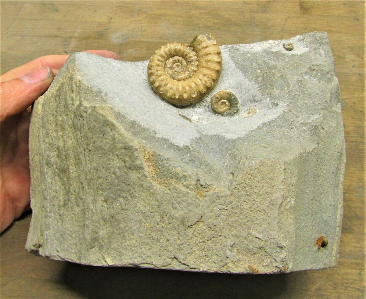 Calcite Microderoceras birchi ammonite (45 mm) – Jurassic Coast Fossils