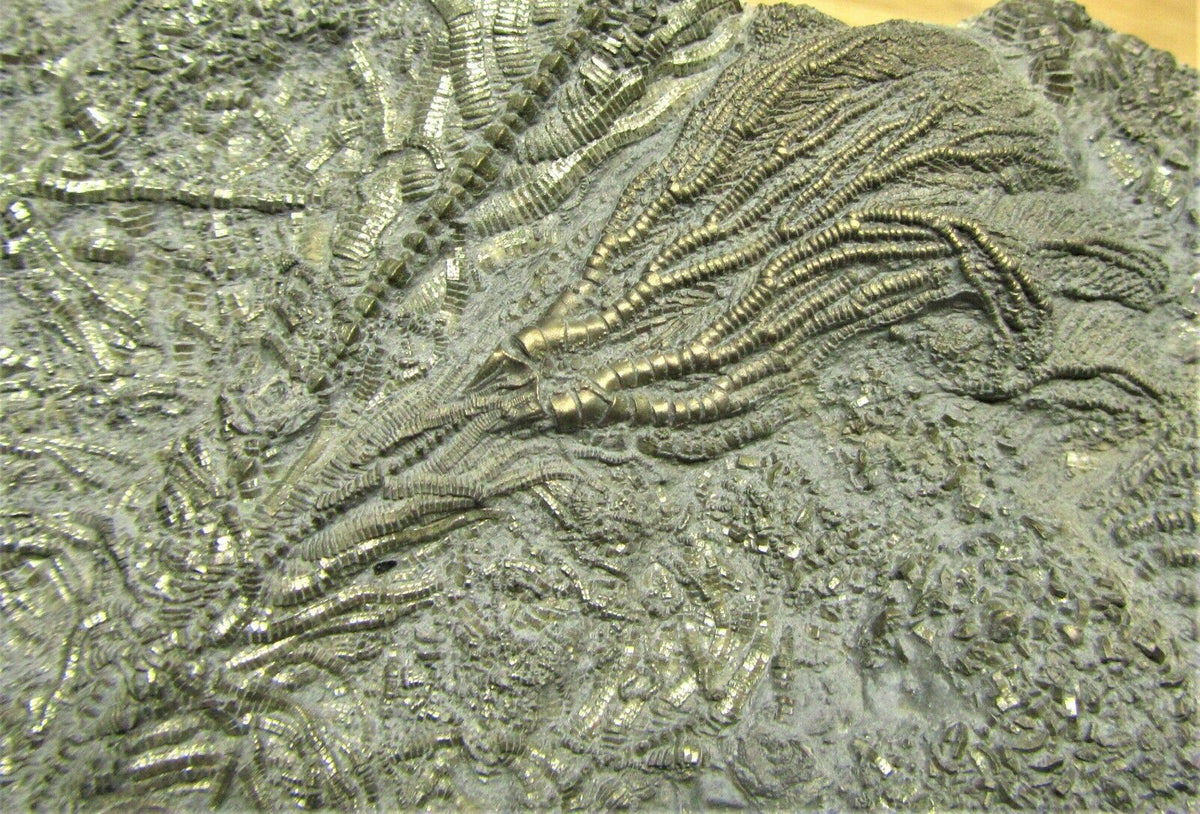 Large pyrite crinoid colony (270 mm) – Jurassic Coast Fossils